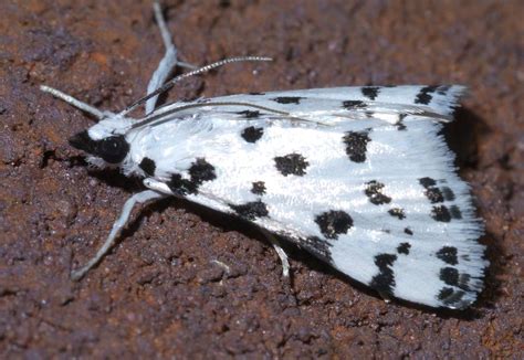 37 Common Black And White Moths Pictures And Identification