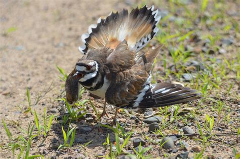 Coloring Page Ohio Summer Residents Killdeer Great Parks Of