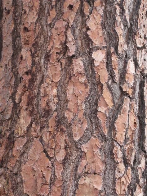 Tree Anatomy Bark For The Love Of Trees LLC For The Love Of Trees LLC