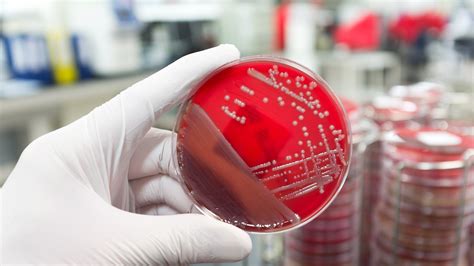 Clarithromycin Resistance Has Doubled In Two Decades