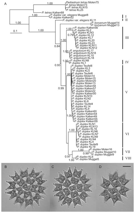 A Most Likely Phylogeny From A Bayesian Inference Analysis Posterior Download Scientific