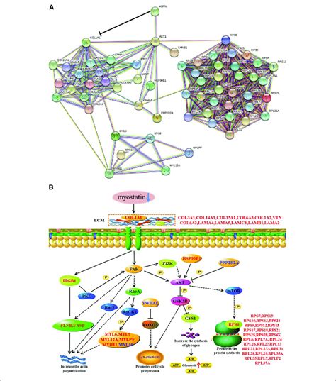 Functional Interaction Network And A Diagrammatic Mode Illustrate The Download Scientific