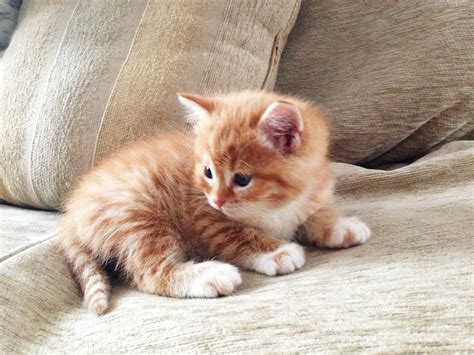Рыженький маленький котенок картинки и фото Koshka Top
