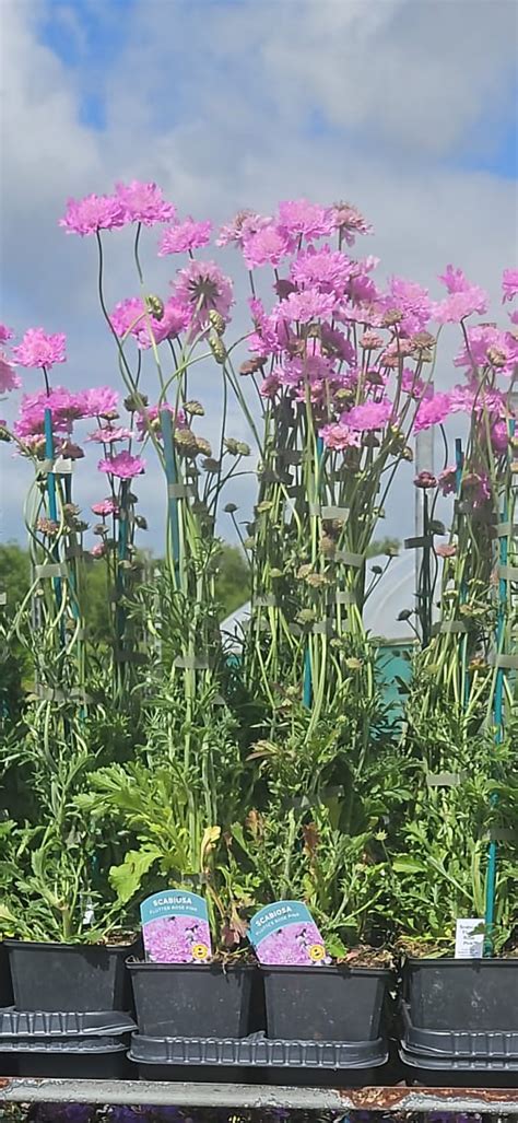 Scabiosa Flutter Rose Pink Proctors Nursery