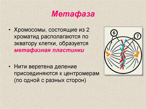 Характеристика митоза - online presentation