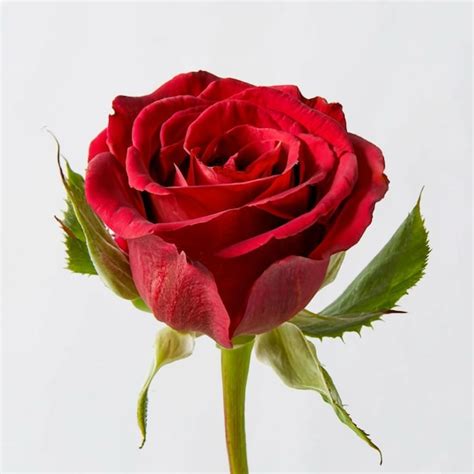 Premium Photo Majestic Ruby Red Rose On Dreamy White