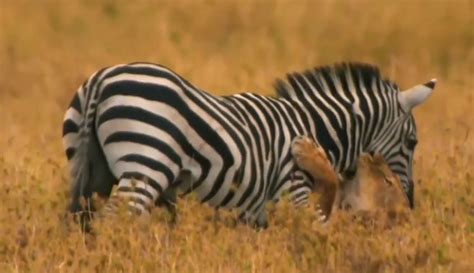 【毒爱同学】野生动物狩猎混剪，狮子捕猎，豹子叼走小疣猪被猪妈妈追赶 生活视频 免费在线观看 爱奇艺