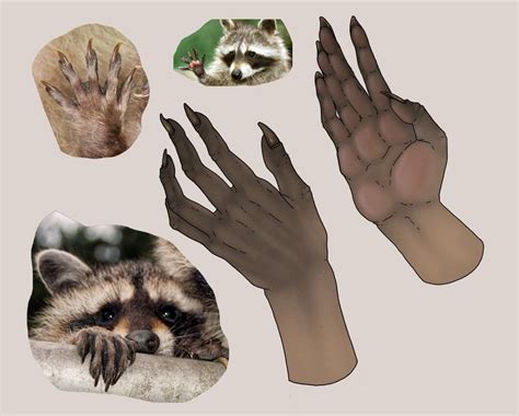 Creepy Hands And Raccoon Paws Raccoon Variations Raccoon Hands