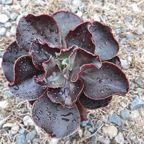 Эхеверия Розе Гранде Echeveria Rosea grande