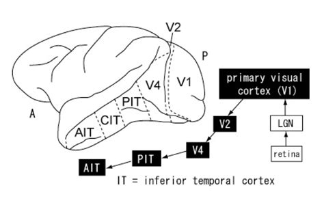 Cognitive Penetration And Top Down Modulation In Visual Perception