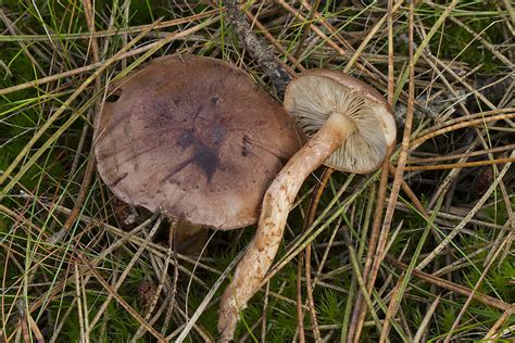 Tricholoma Pessundatum Dråbeplettet Ridderhat Danske Svampe