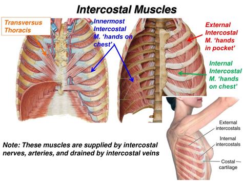 Ppt Lab 6 Thorax And Diaphragm Powerpoint Presentation Id 2313227