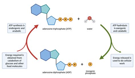 231 Overview Of Cellular Respiration College Biology I