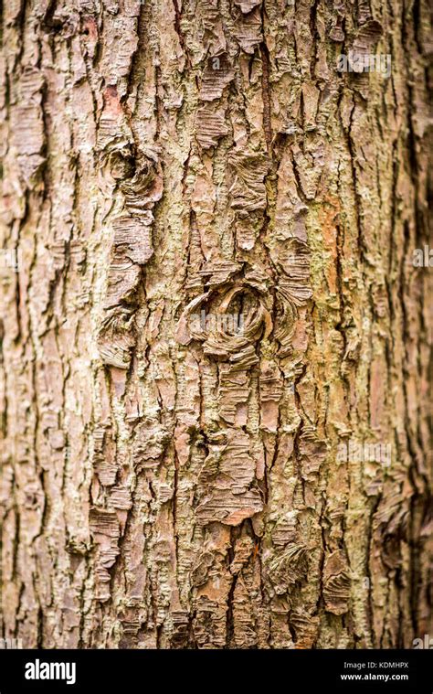 Tree Trunks In Natural Woodland Environment Landscape UK Stock Photo Alamy