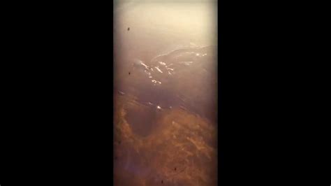 Black Dog Baits G2 Shellcracker In Action Youtube