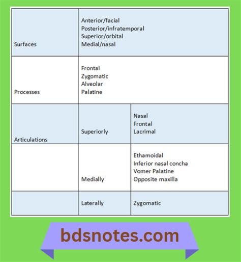 Maxilla Anatomy Function And Clinical Notes Bds Notes