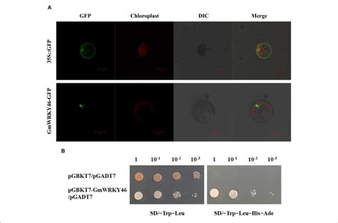 Analysis Of Subcellular Localization And Transcription Activating