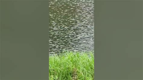 흐린 날 더 아름다운 물결 자연 휴식 물멍 명상 휴식 힐링 Youtube