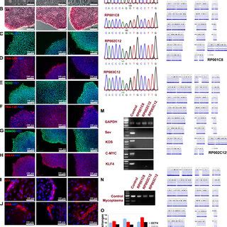 Characterization Of IPSCs Download Scientific Diagram