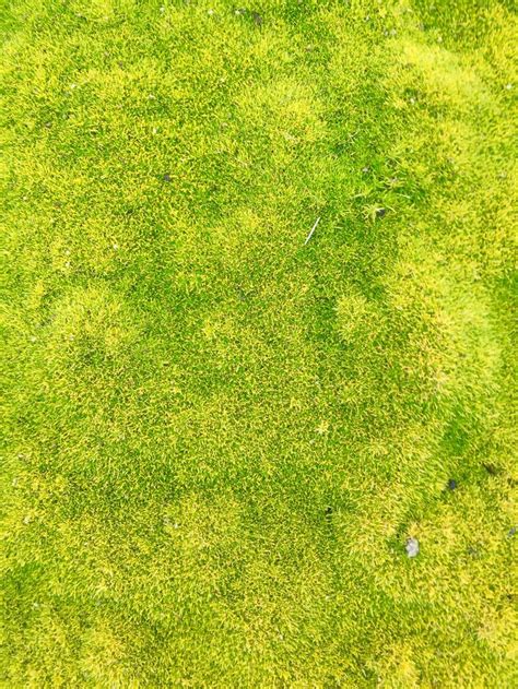 Pin By Jamal Art On Textures And Revêtement Grass Textures Grass Pin By Jamal Art On Textures And Revêtement Grass Textures Grass
