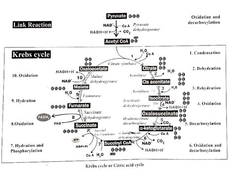Krebs Cycle Diagram Easy