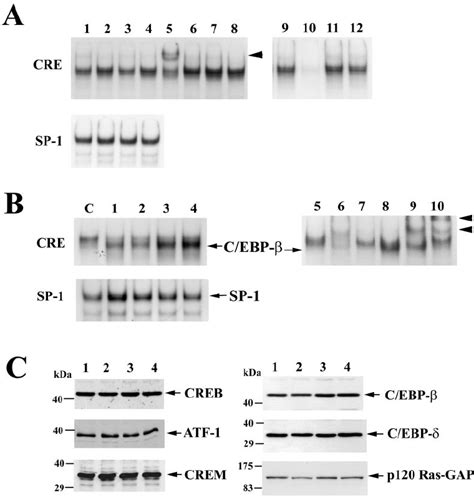 Effect Of Calcium And Cgmp On Cre Binding Proteins And Expression Of Download Scientific