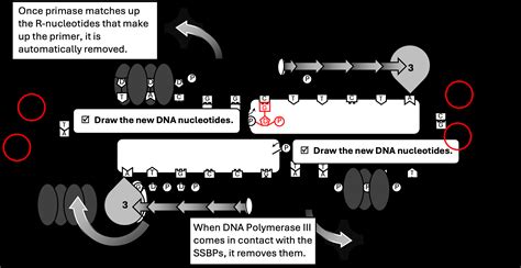 Module Instructions Dna Replication — The Biology Primer