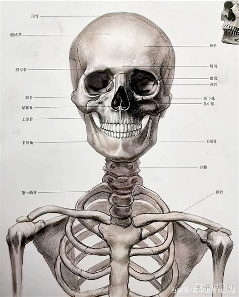 素描人物头像骨骼与肌肉的分析 知乎