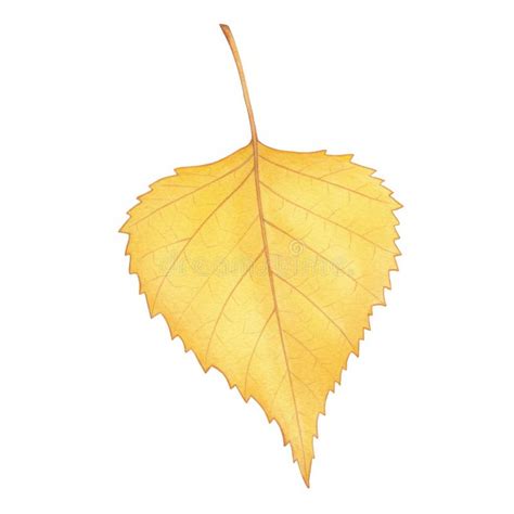 Detailed Yellow Birch Leaf Illustration On White Background Stock Illustration Illustration Of