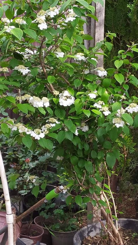 ქეთის ყვავილები ქეთის ყვავილები Added A New Photo