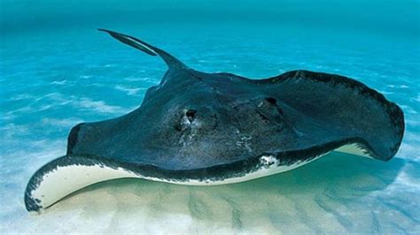 თევზების სახეობები Youtube