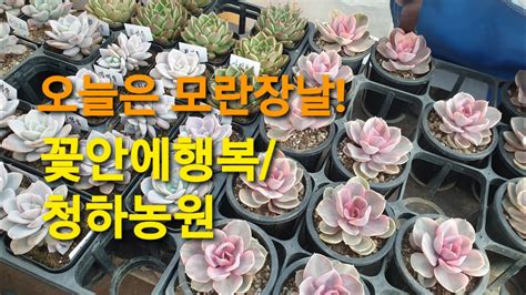 오늘은 모란장날 꽃안에행복 청하농원 모란장다육이 1000원다육이 500원다육이 다육이세일 모란장다육매장 국민다육이 모란장묵은둥이 Youtube