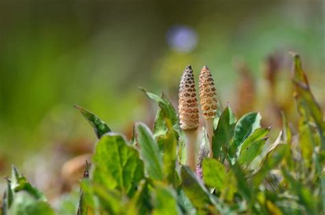 「すぎな」の写真素材 187 423件の無料イラスト画像 Adobe Stock