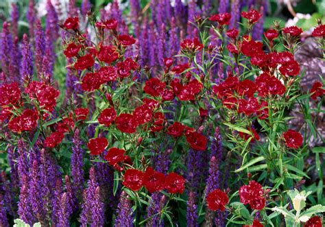 Dianthus ‘ideal Series Red … License Image 12204755 Image