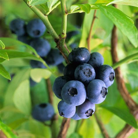 Blueberry Collection Jparkers