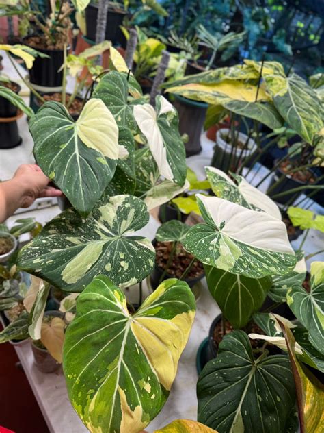 Bechoy Bechoy Added A New Photo