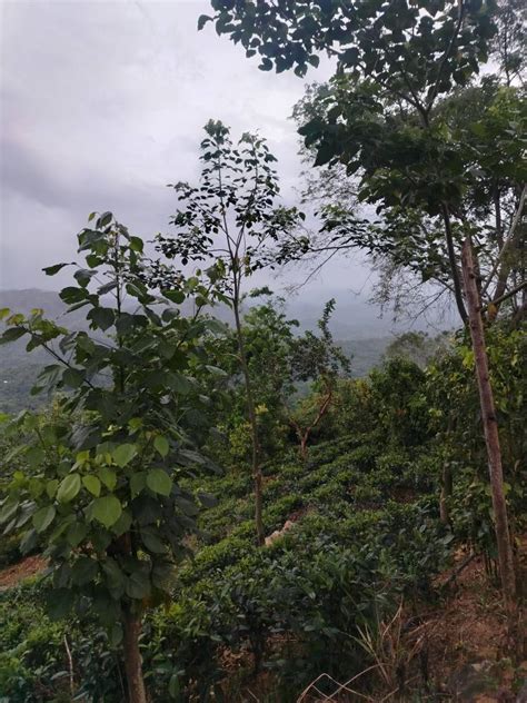 Haputale Beragala Wellawaya Road