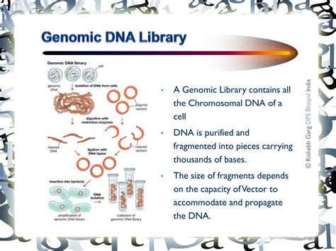 Recombinant Dna Technology Dr Hk Garg Pdf Biological Sciences Science