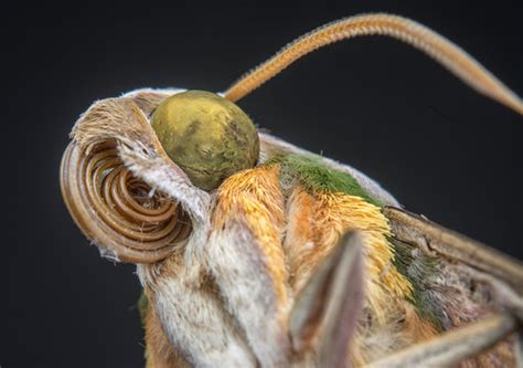 Ommatidium Bilder Durchsuchen 200 Archivfotos Vektorgrafiken Und Videos Adobe Stock