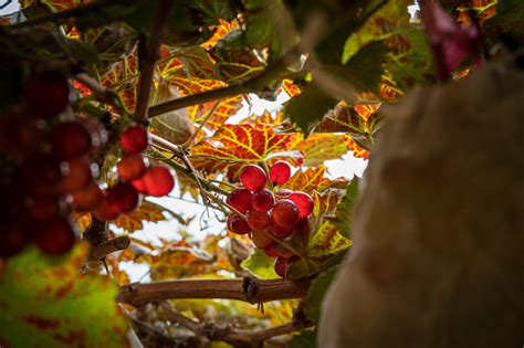 유기 정원이 농약에서 신선한 포도 그물과 종이 봉지와 곤충 보호 무료 곤충 함정 건강 한 포도 나무입니다 0명에 대한 스톡 사진 및 기타 이미지 Istock