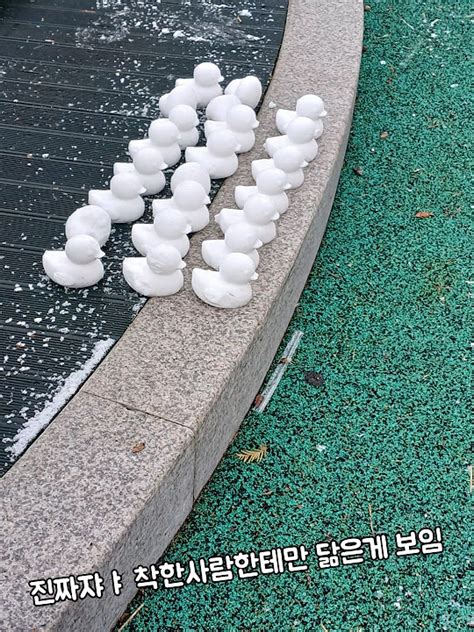 설이 닮을 꼴 영상 강아지 설이 Youtube