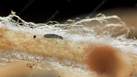 Roots Underground Stock Video Clip K013 2366 Science Photo Library