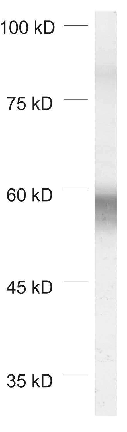 Synaptic Systems Vglut1