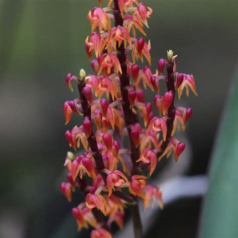 Polystachya Paniculata Plant Care And How To Grow Water