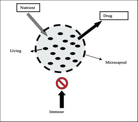 Scheme Of Microcapsules Containing Living Cells Download Scientific