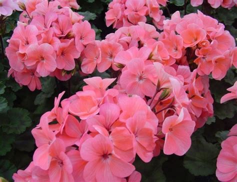 Pelargonium "Salmon" (29 photos): description du pélargonium "Night" et ...
