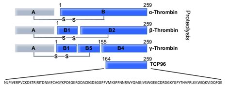 Proteolysis Of Thrombin Illustration Of Proteolyzed Thrombin Products