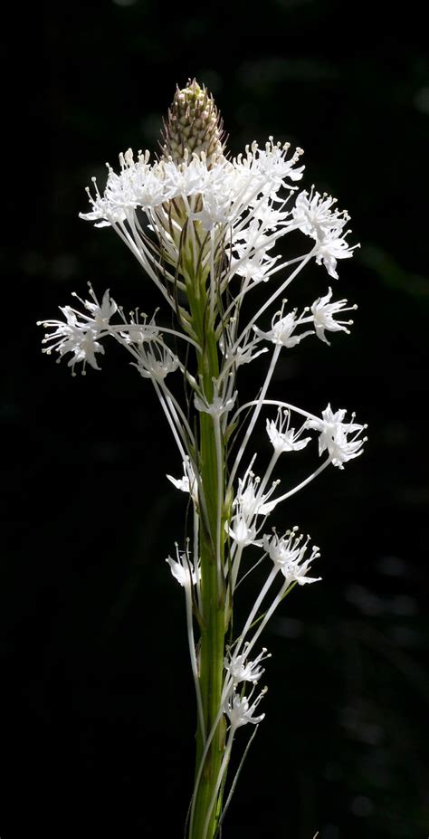 Nwflora Bear Grass Xerophyllum Tenax