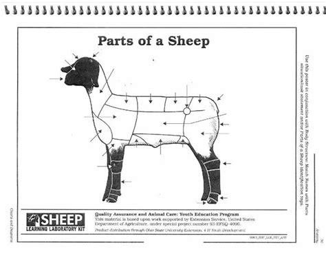 Sheep Anatomy Diagram | Quizlet