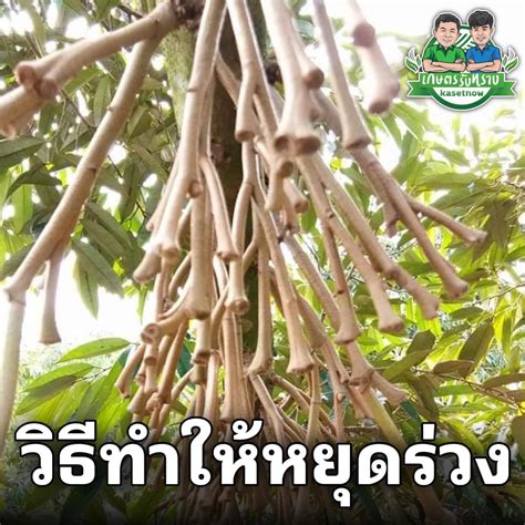 บางคูการเกษตร วิธีการแก้ไขปัญหาอาการหลุดร่วงของ ดอกที่กำลังบาน ดอก